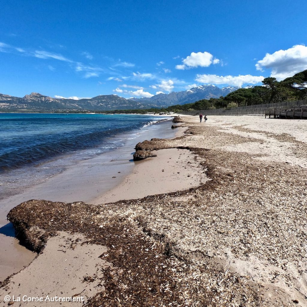 Corse : Le littoral entre l'Ostriconi et Calvi > Blog La Corse Autrement